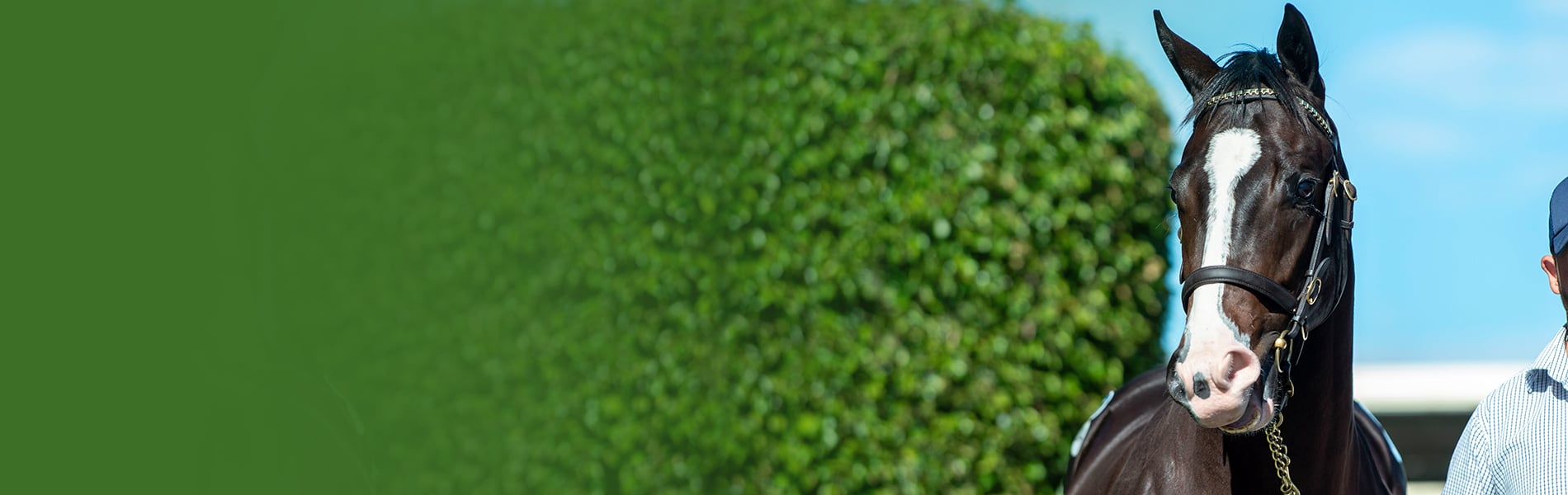 Magic Millions - Magic Millions