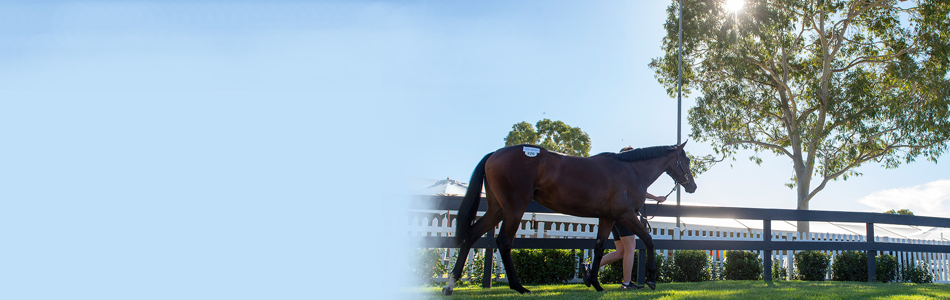 Magic Millions - Magic Millions