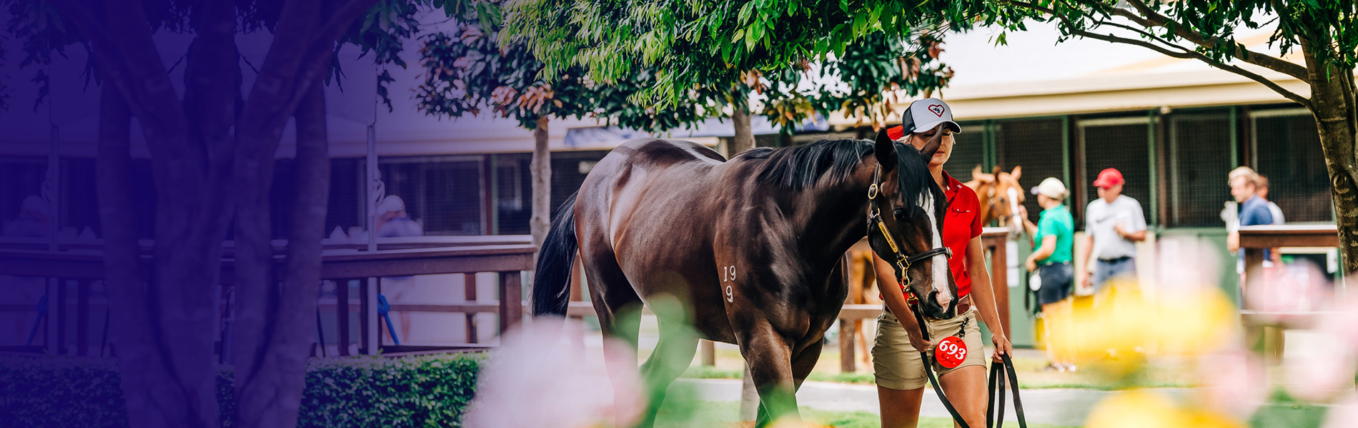 Magic Millions - Magic Millions