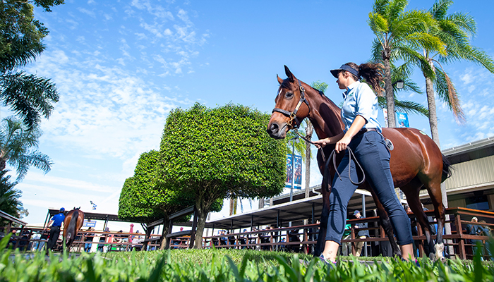 Sales - Magic Millions