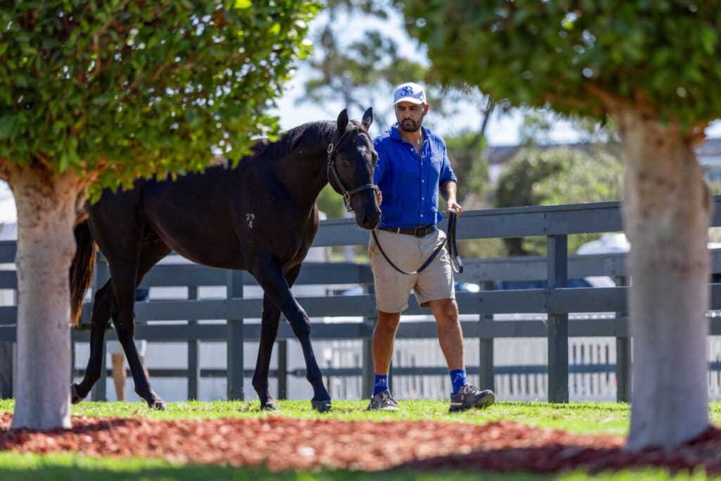 2026 Adelaide Yearling Sale